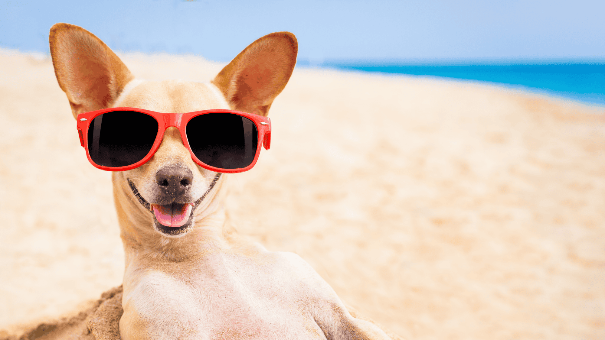 Sand Impaction in Dogs: What Happens When Dogs Eat Too Much Sand